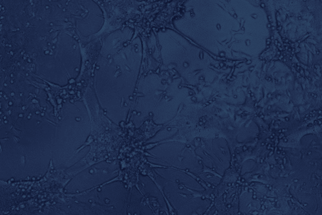 In vitro model of infection - VirNext