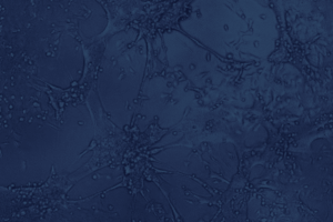 In vitro model of infection - VirNext